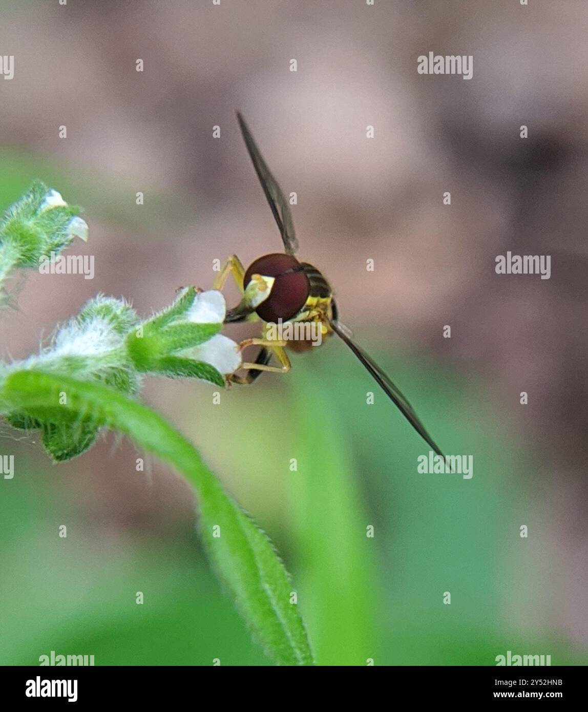 Eastern Calligrapher (Toxomerus geminatus) Insecta Stock Photo - Alamy