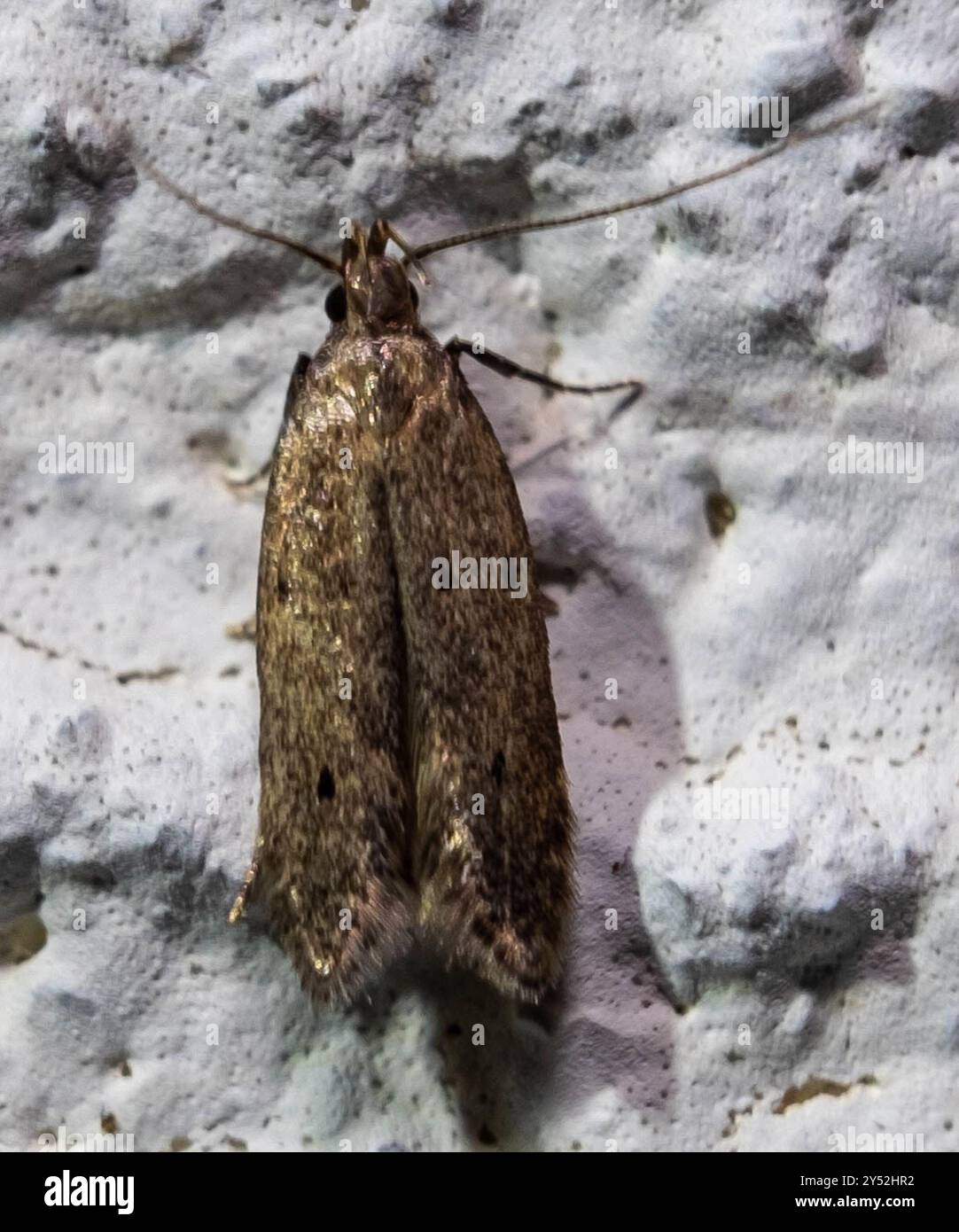 Curved-horn Moths (Gelechioidea) Insecta Stock Photo - Alamy