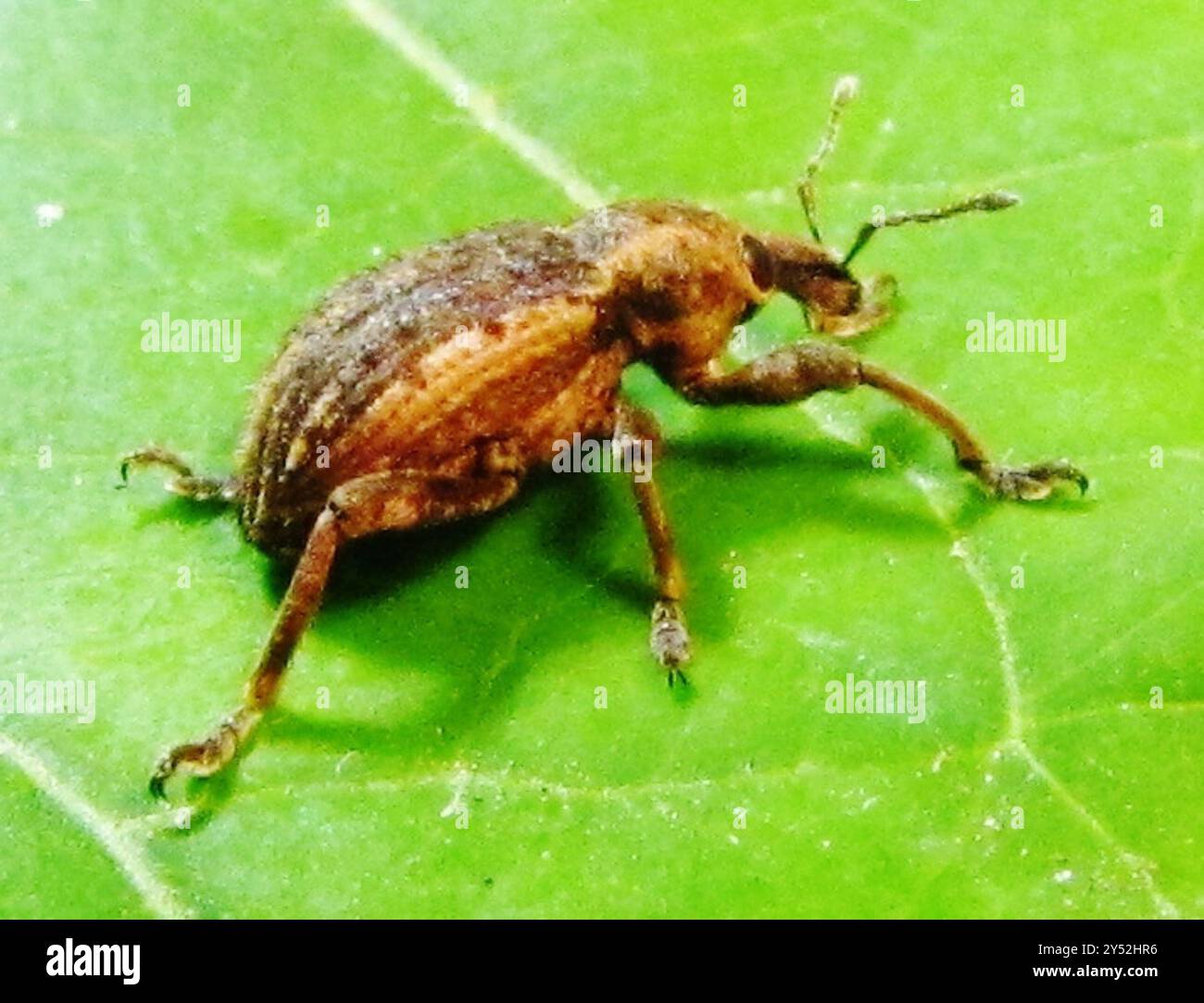 Clover Leaf Weevil (Brachypera zoilus) Insecta Stock Photo - Alamy