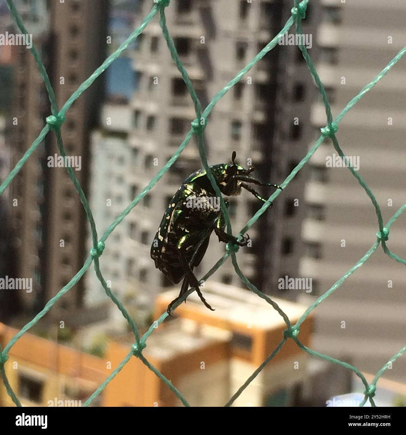 Oriental Flower Beetle (Protaetia orientalis) Insecta Stock Photo - Alamy