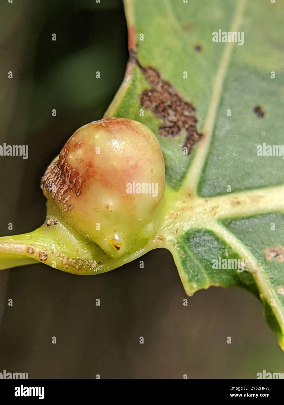 Poplar Leaf-base Gall (Pemphigus populicaulis) Insecta Stock Photo - Alamy