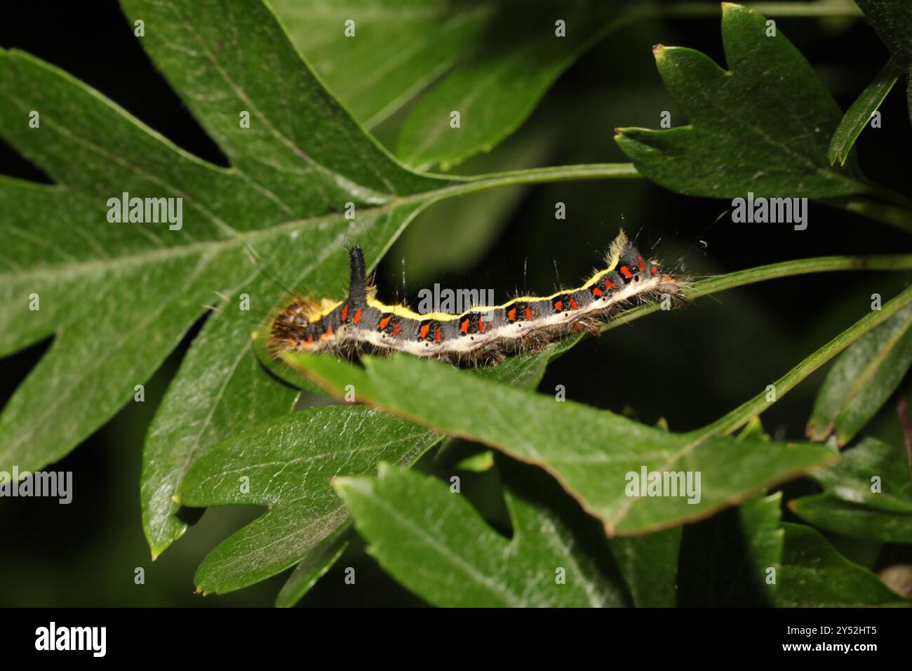 Grey Dagger (Acronicta psi) Insecta Stock Photo - Alamy