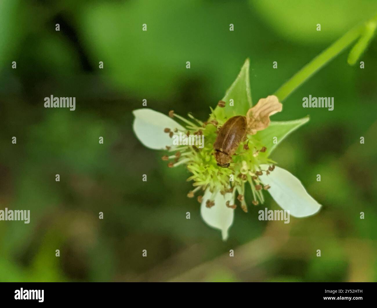 Raspberry Fruitworm Beetle (Byturus unicolor) Insecta Stock Photo - Alamy