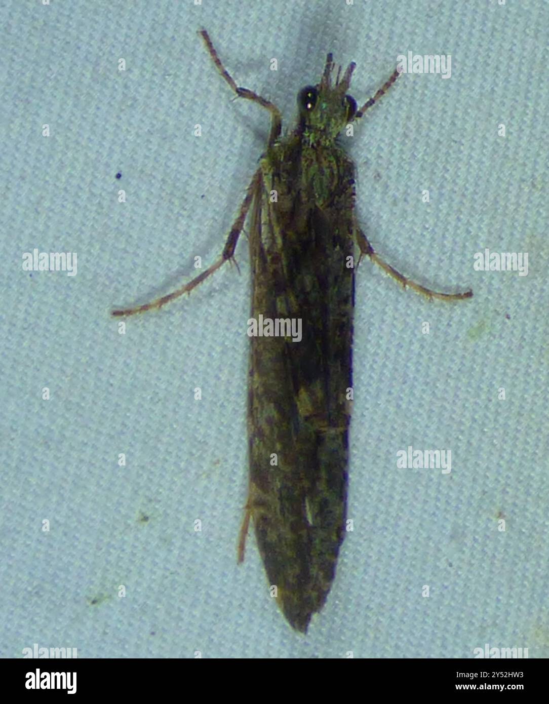 Giant Casemaker Caddisflies (Phryganeidae) Insecta Stock Photo - Alamy