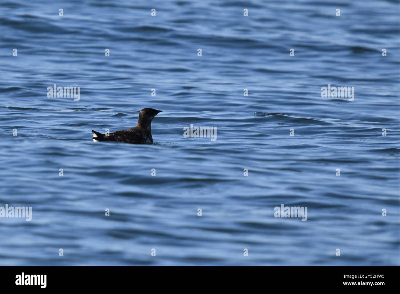Marbled Murrelet (Brachyramphus marmoratus) Aves Stock Photo - Alamy