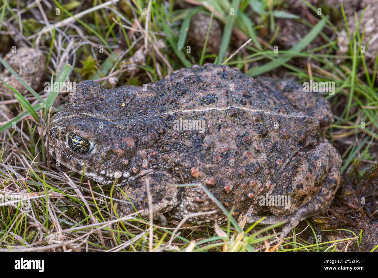 Natterjack toad (Epidalea calamita), a rare species of amphibian in the ...