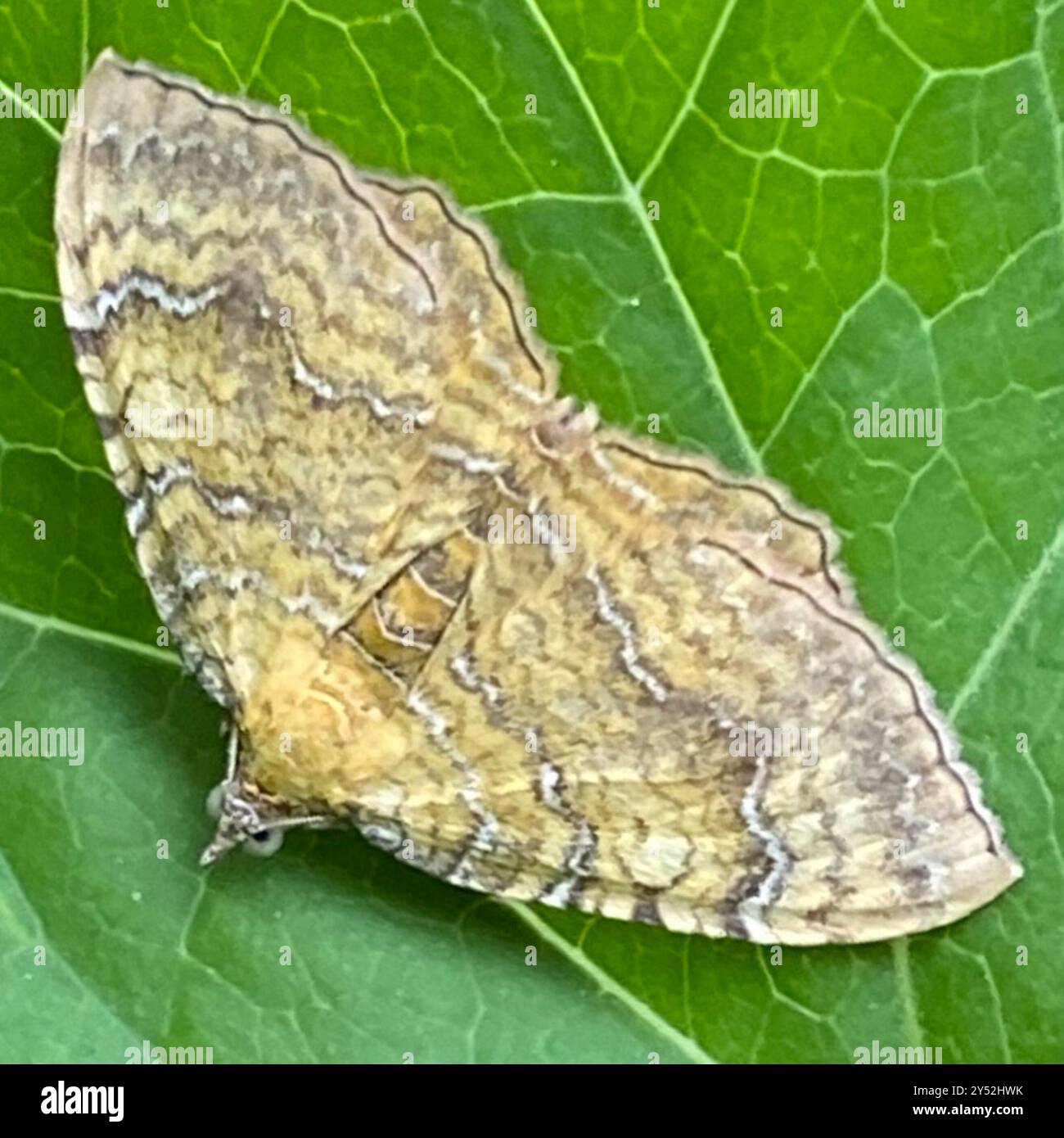 Yellow Shell Moth (Camptogramma bilineata) Insecta Stock Photo - Alamy