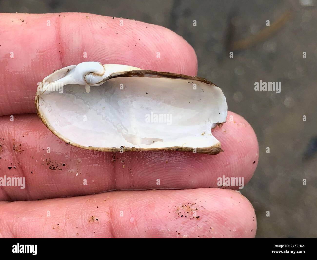 Scale-sided Piddock (Parapholas californica) Mollusca Stock Photo - Alamy