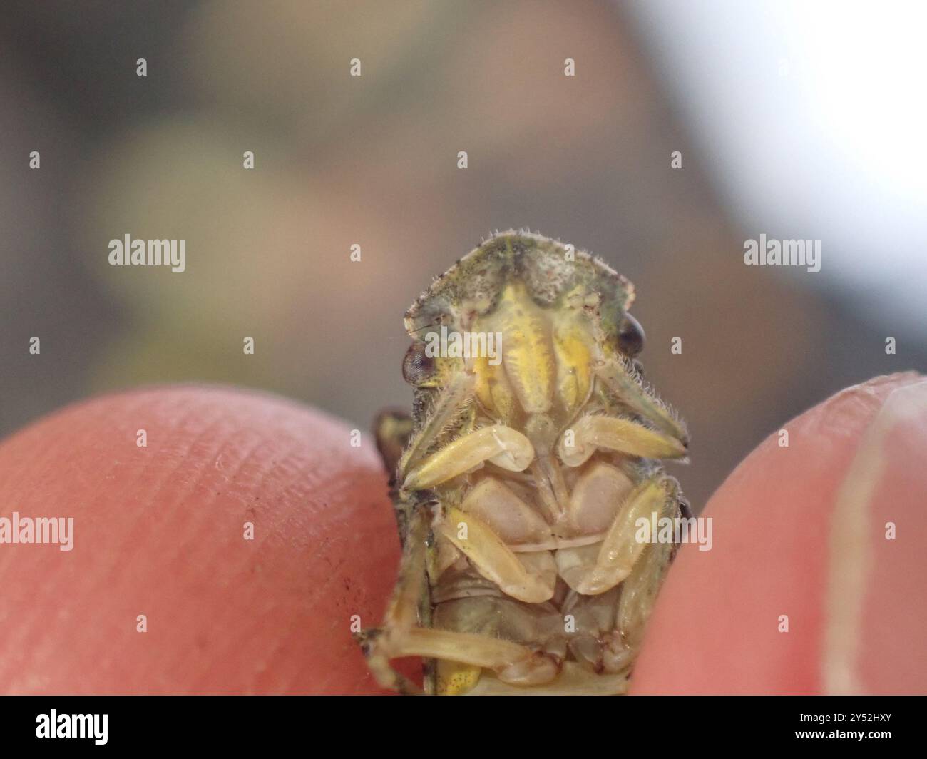 Horned Leafhopper (Ledra aurita) Insecta Stock Photo - Alamy