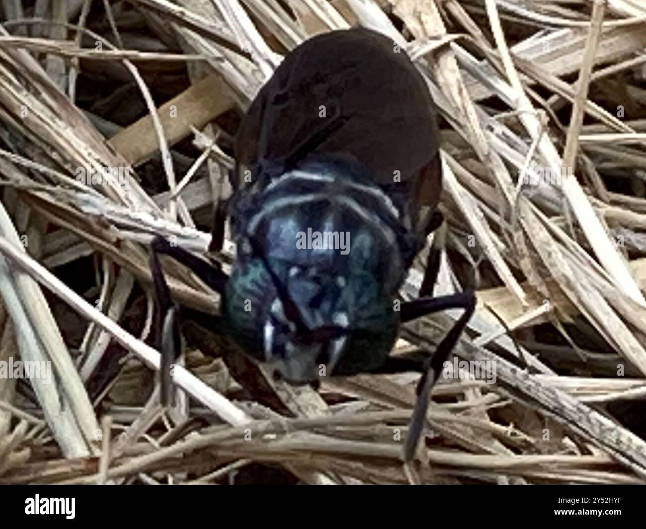 Black Soldier Fly (Hermetia illucens) Insecta Stock Photo - Alamy