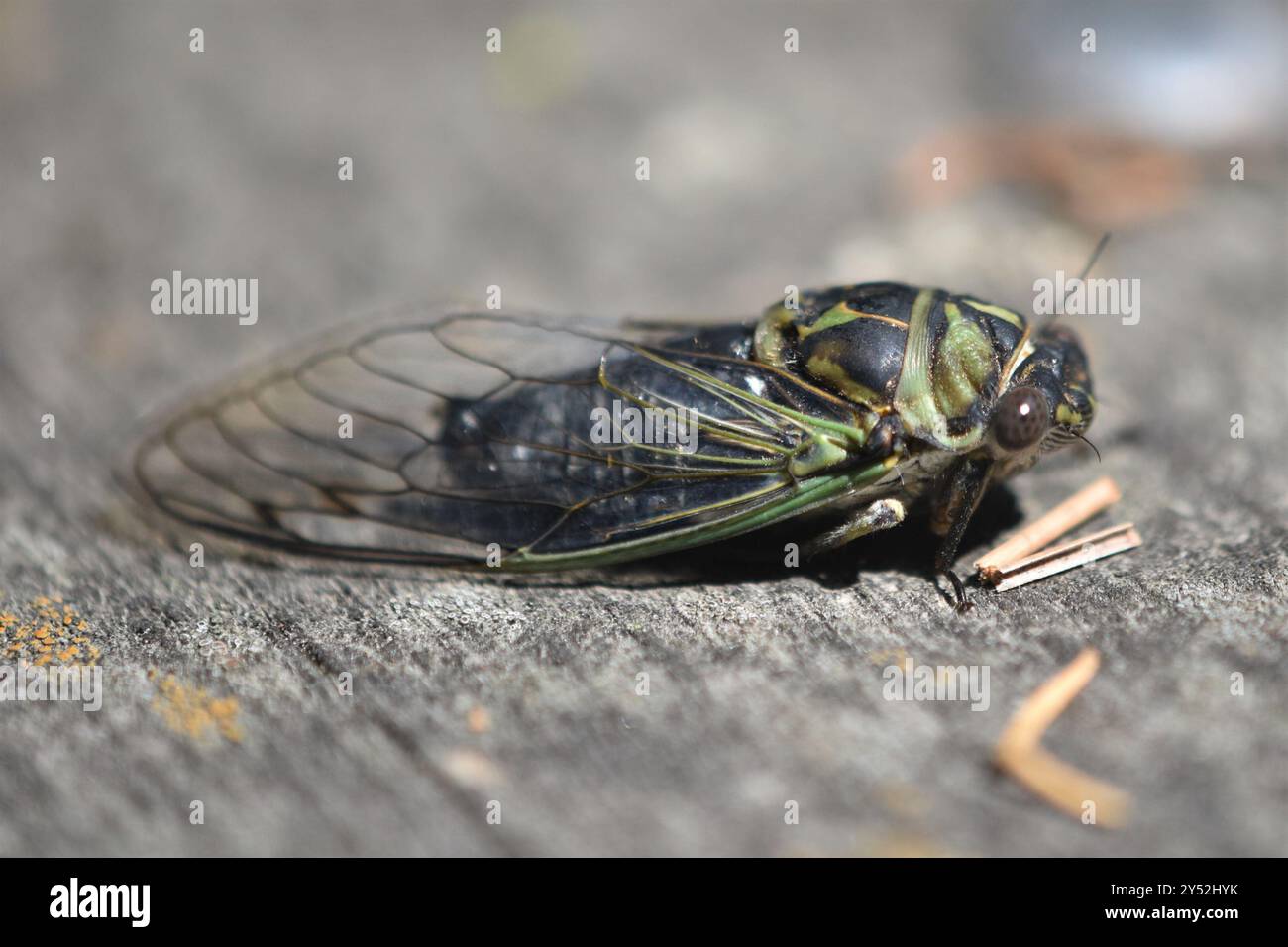 Northern Dog-day Cicada (Neotibicen canicularis) Insecta Stock Photo ...