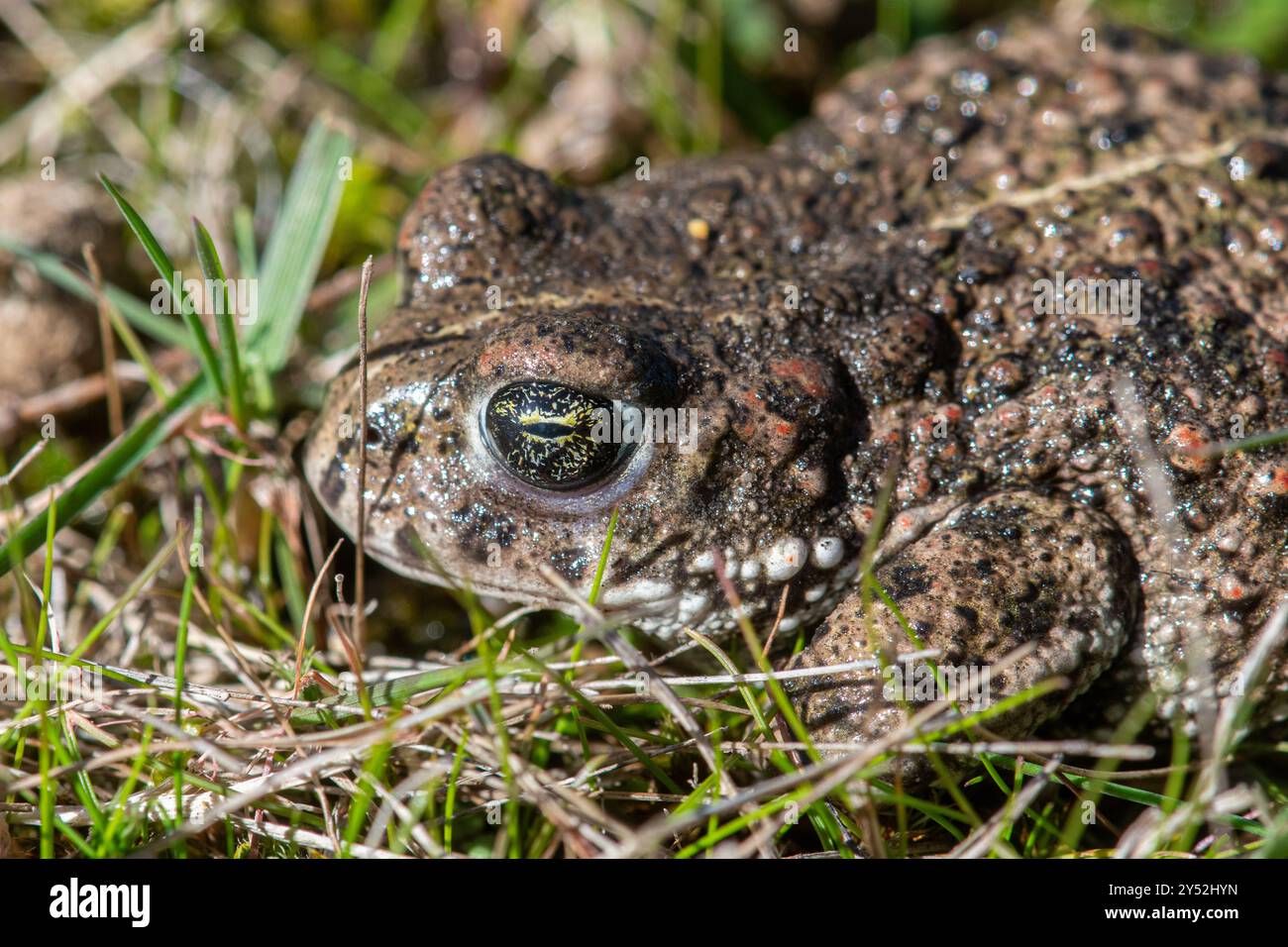Natterjack toad (Epidalea calamita), a rare species of amphibian in the ...