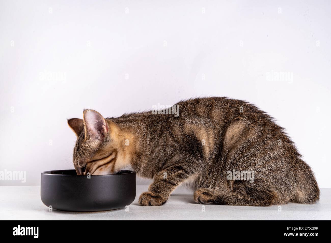 Cute adorable tabby striped mongrel kitten eats kibble food from bowl ...
