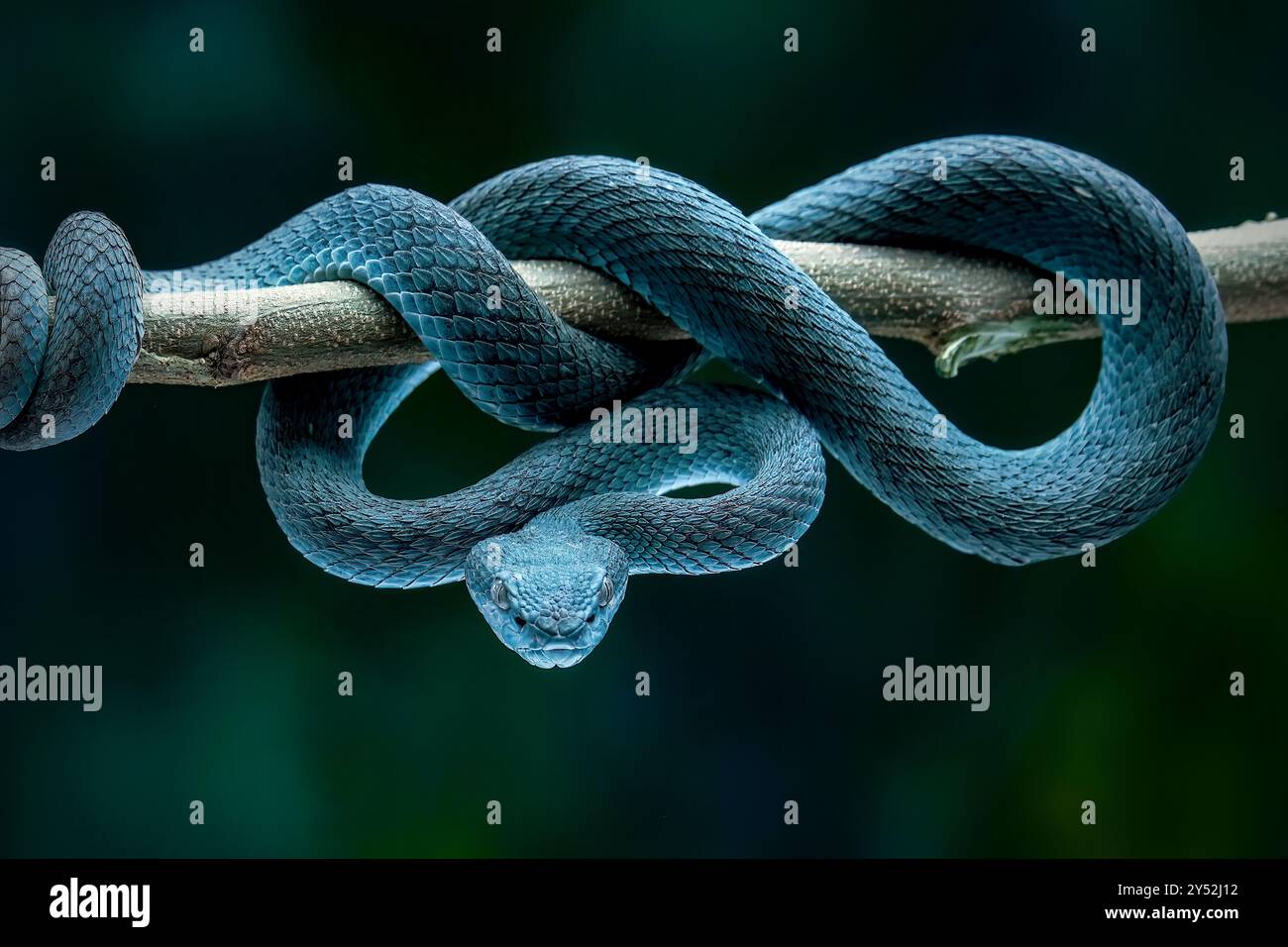 Trimeresurus insularis is venomous pit vipers Stock Photo - Alamy