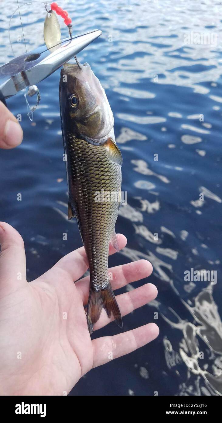 Fallfish (Semotilus corporalis) Actinopterygii Stock Photo - Alamy