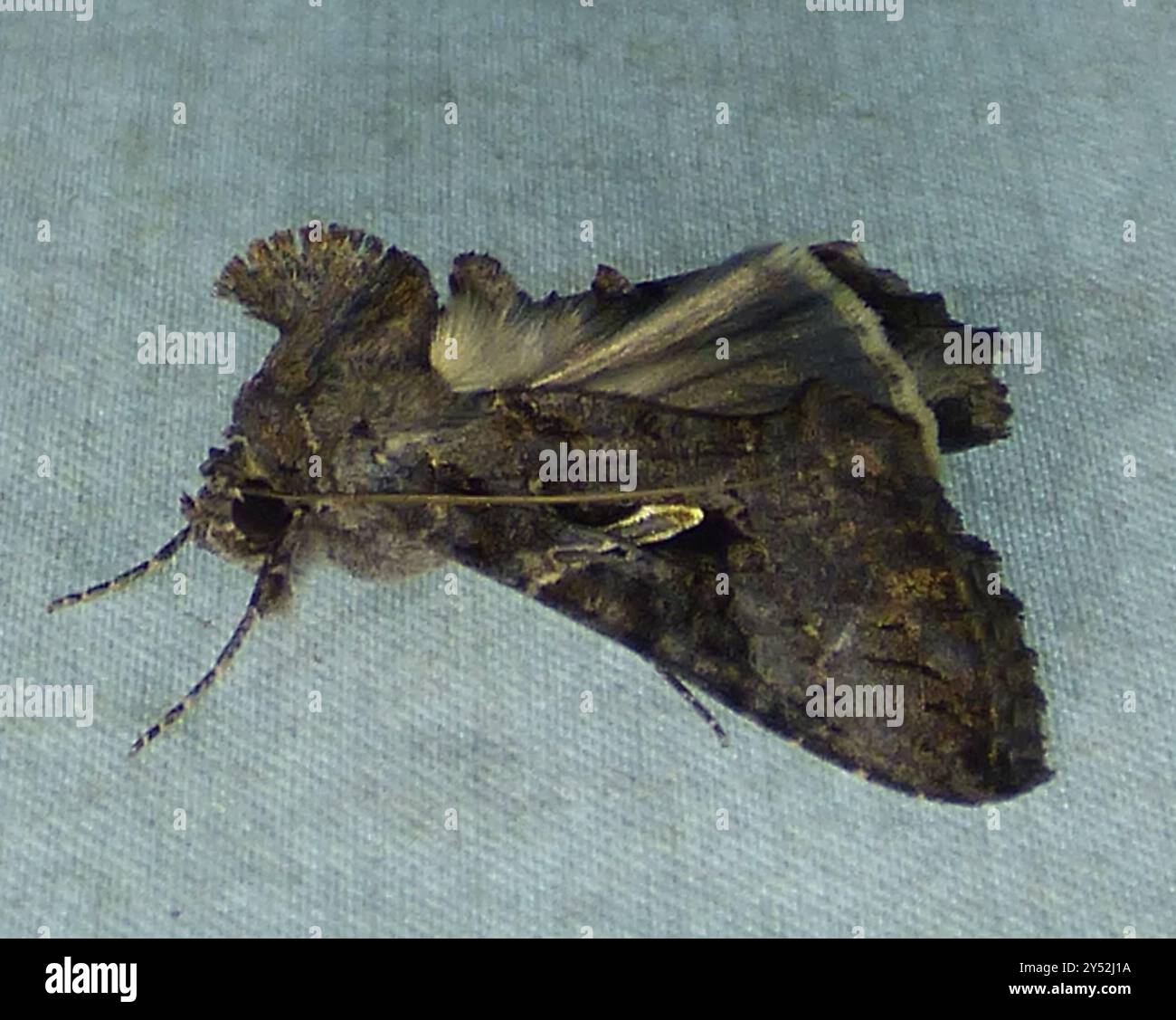 Plusiine Looper Moths (Plusiinae) Insecta Stock Photo - Alamy
