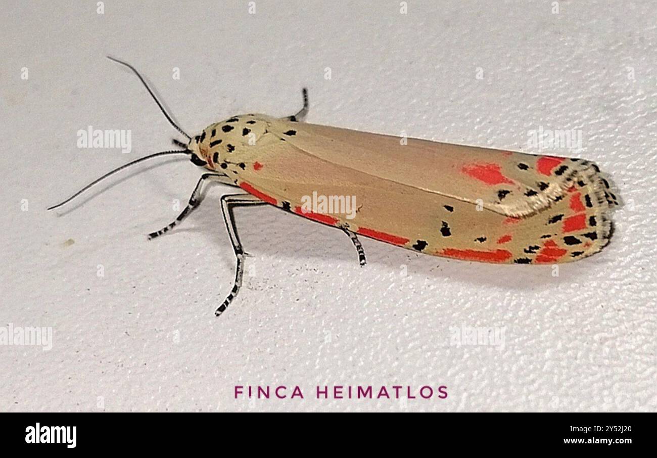 Rattlepod Moths (Utetheisa) Insecta Stock Photo - Alamy