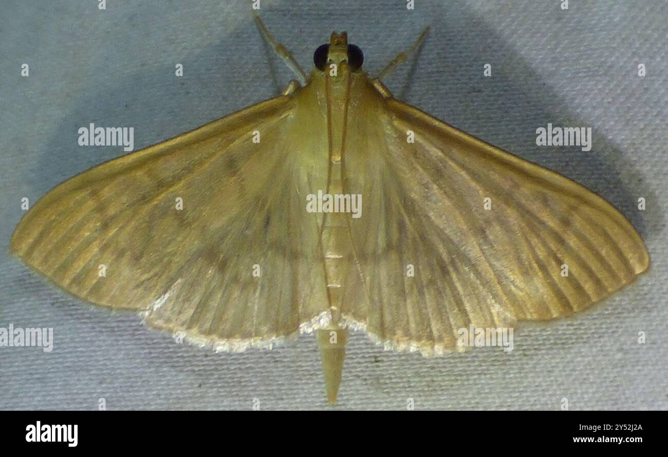 Pearl Moths (Spilomelinae) Insecta Stock Photo - Alamy