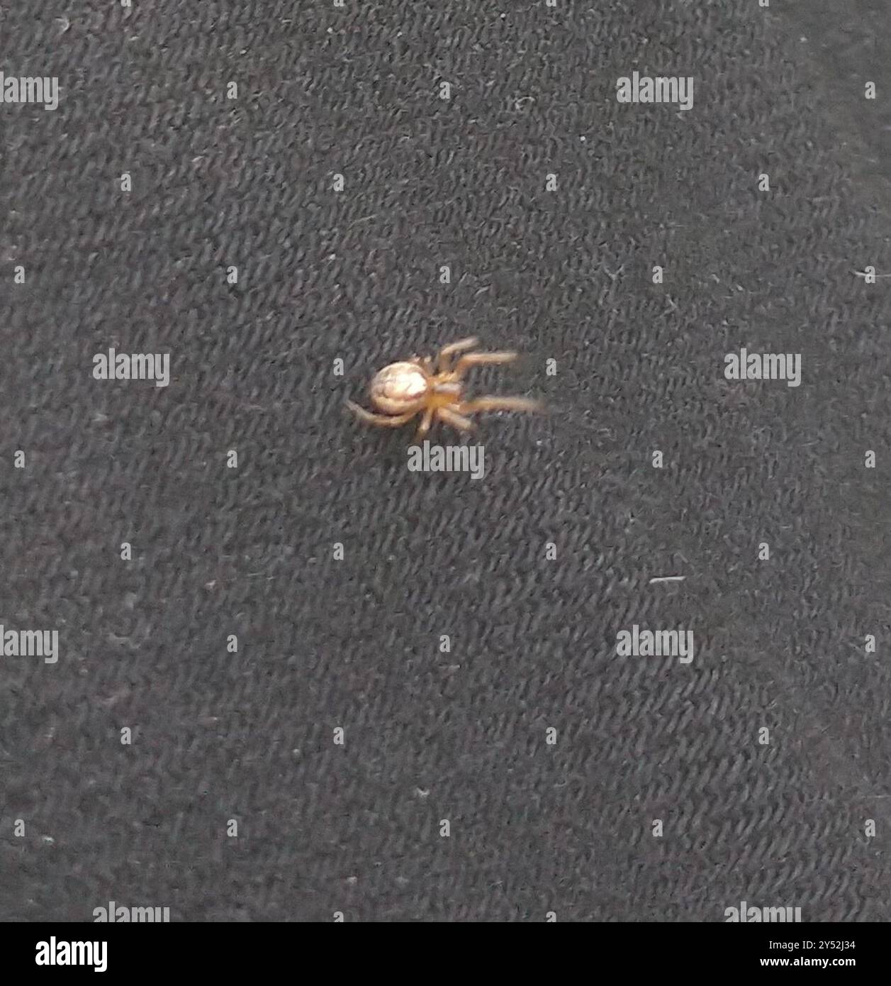 Silver-sided Sector Spider (Zygiella x-notata) Arachnida Stock Photo ...