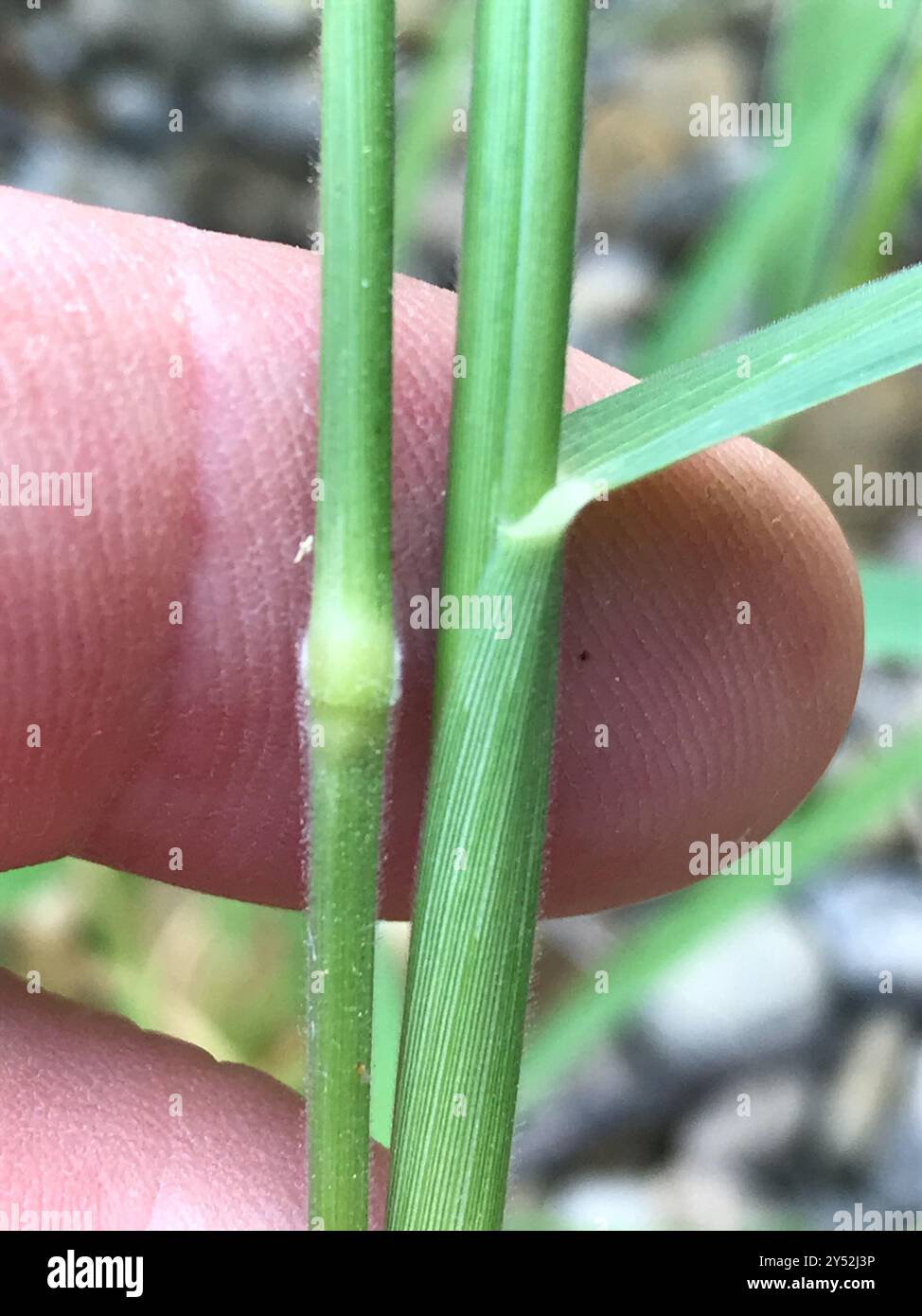 Prairie Cupgrass (Eriochloa contracta) Plantae Stock Photo - Alamy