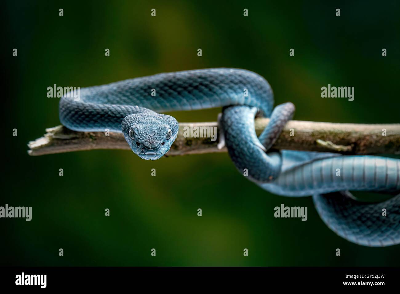Trimeresurus insularis is venomous pit vipers Stock Photo - Alamy