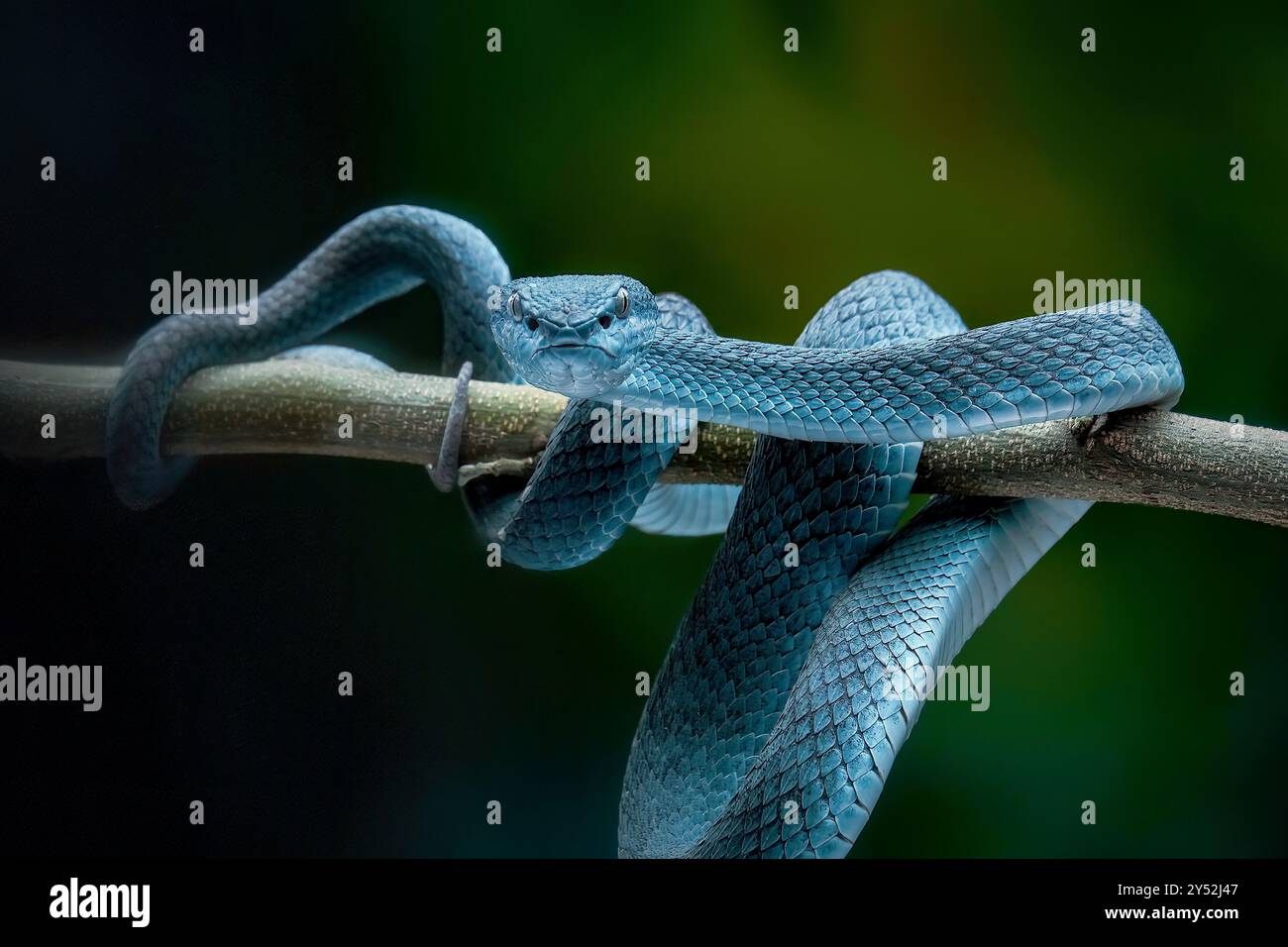 Trimeresurus insularis is venomous pit vipers Stock Photo - Alamy