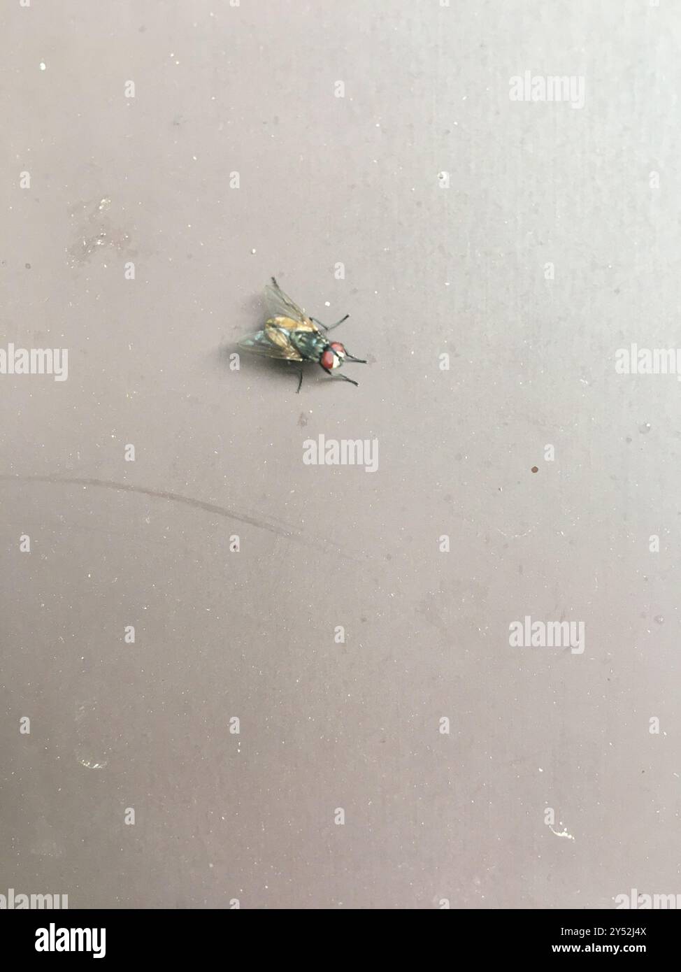 Common House Fly (Musca domestica) Insecta Stock Photo - Alamy