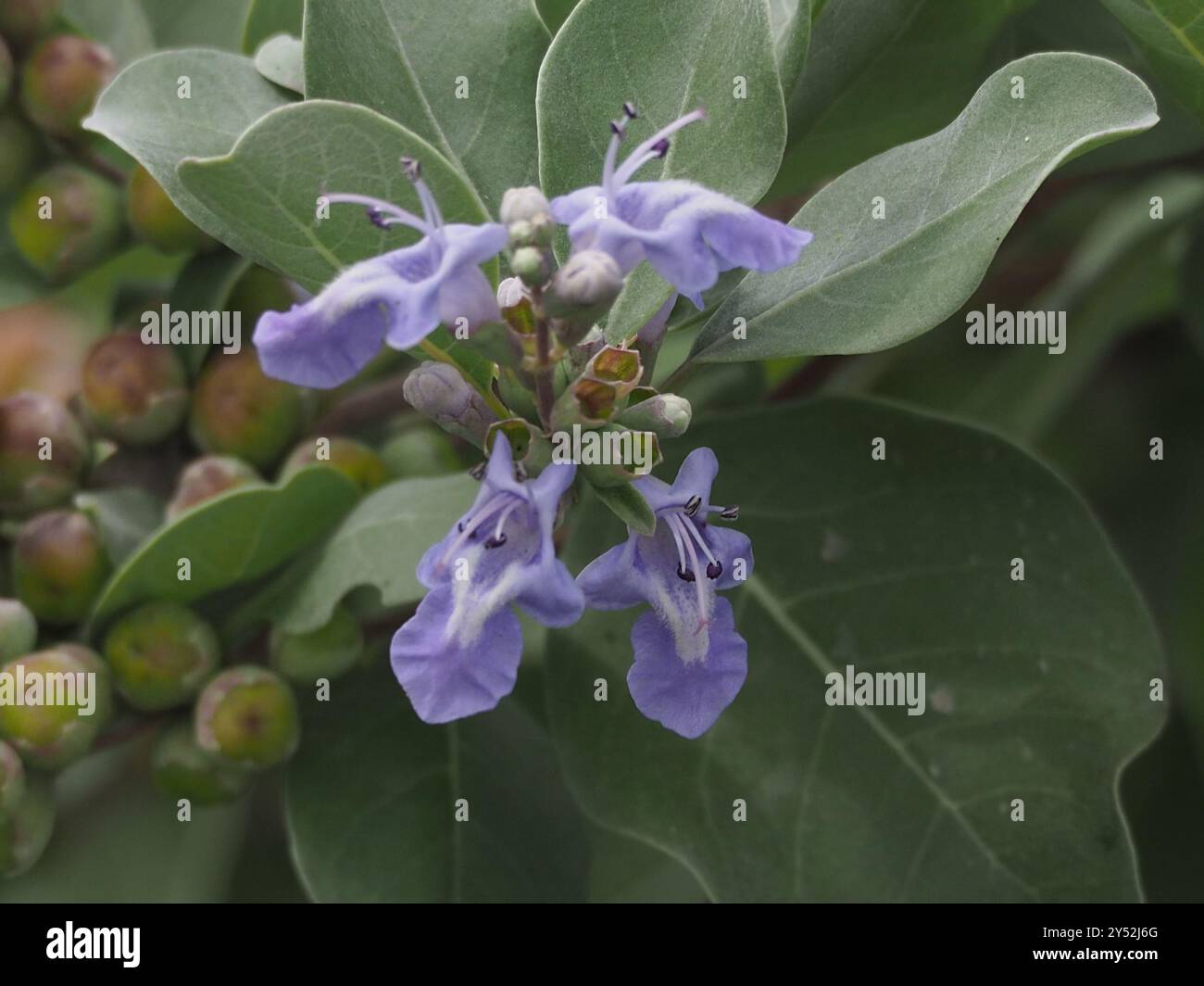 Beach Vitex (Vitex rotundifolia) Plantae Stock Photo - Alamy