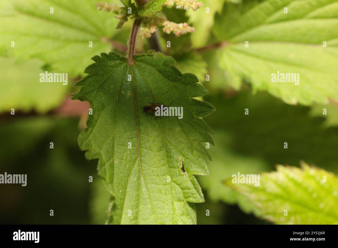 Common Nettle Flower Bug (Plagiognathus arbustorum) Insecta Stock Photo ...