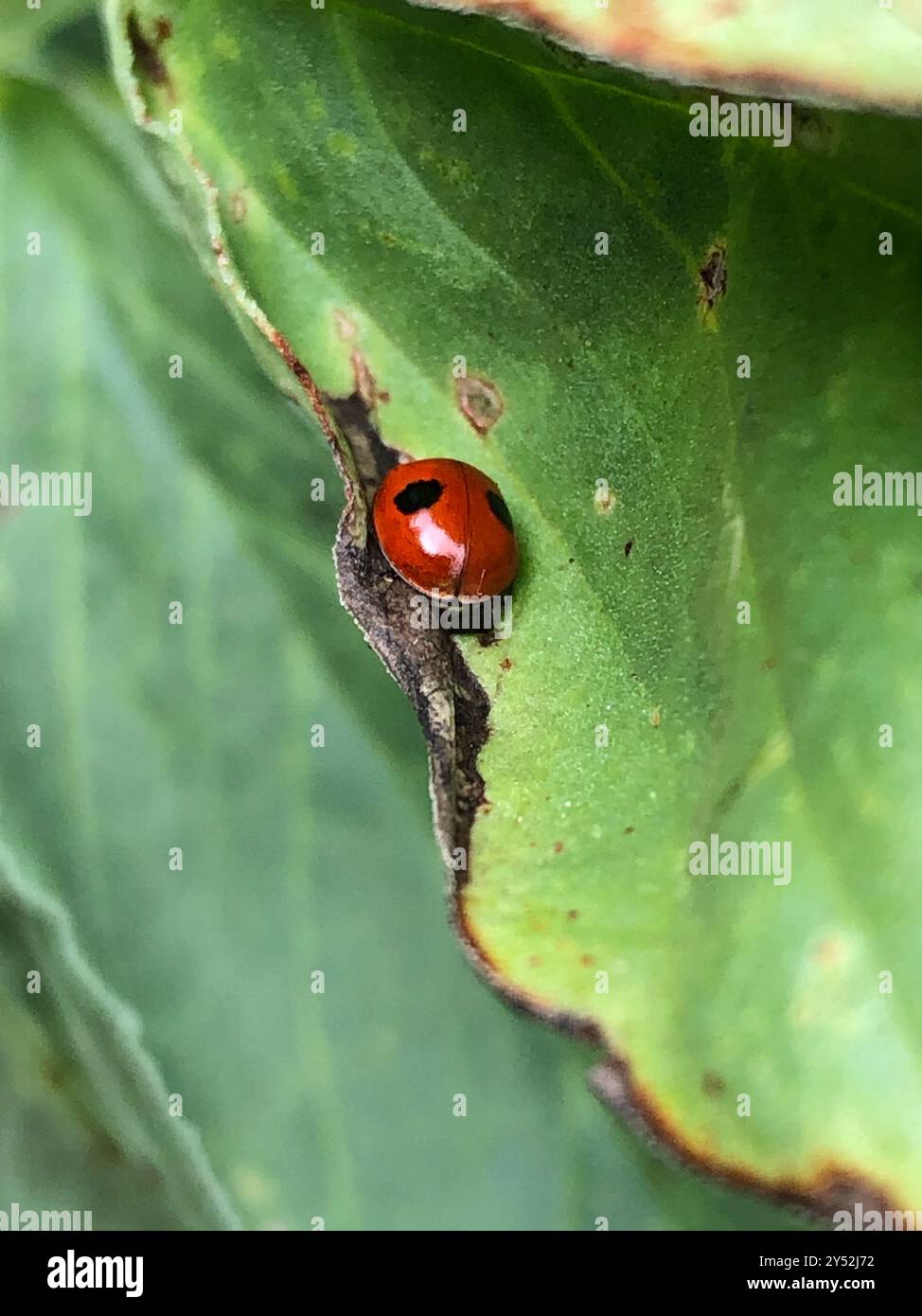 Two-spotted Lady Beetle (Adalia bipunctata) Insecta Stock Photo - Alamy