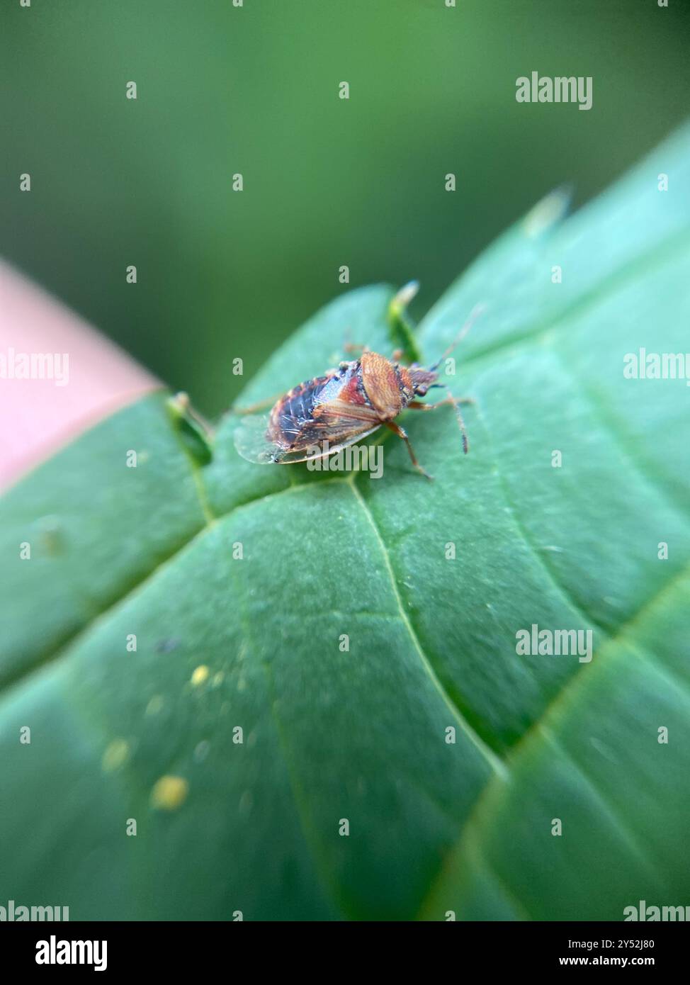 Birch Catkin Bug (Kleidocerys resedae) Insecta Stock Photo - Alamy
