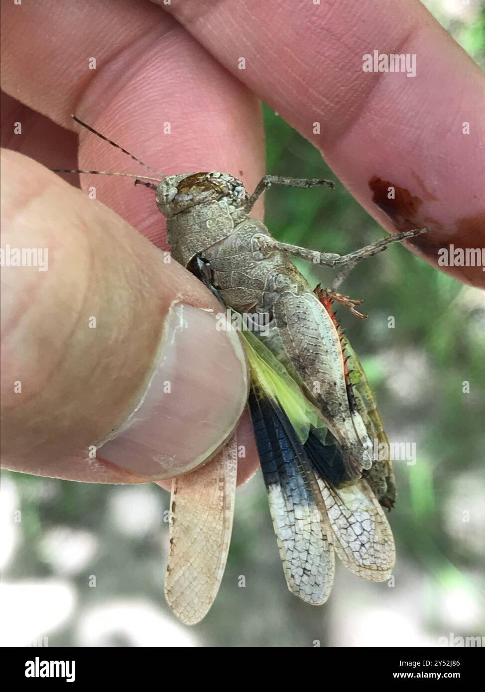 Boll's Grasshopper (Spharagemon bolli) Insecta Stock Photo - Alamy