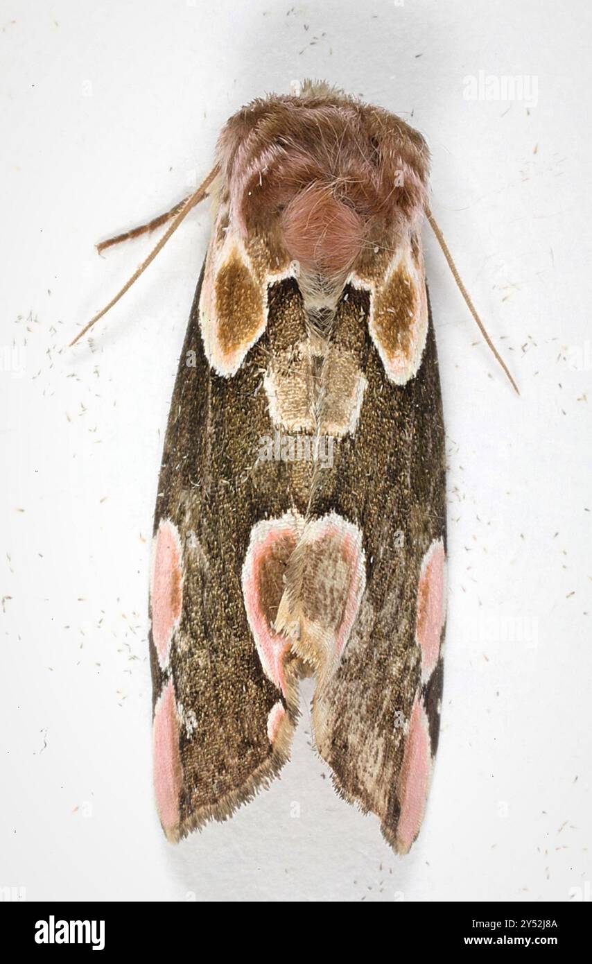 Peach Blossom Moth (Thyatira batis) Insecta Stock Photo - Alamy