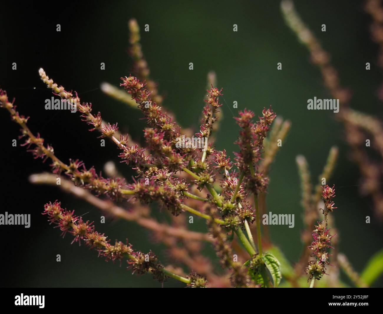 (Boehmeria zollingeriana podocarpa) Plantae Stock Photo - Alamy