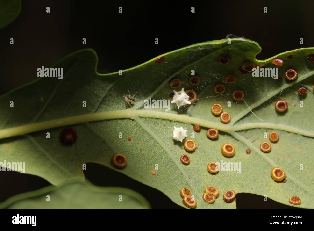 Sputnik Spider (Paidiscura pallens) Arachnida Stock Photo - Alamy