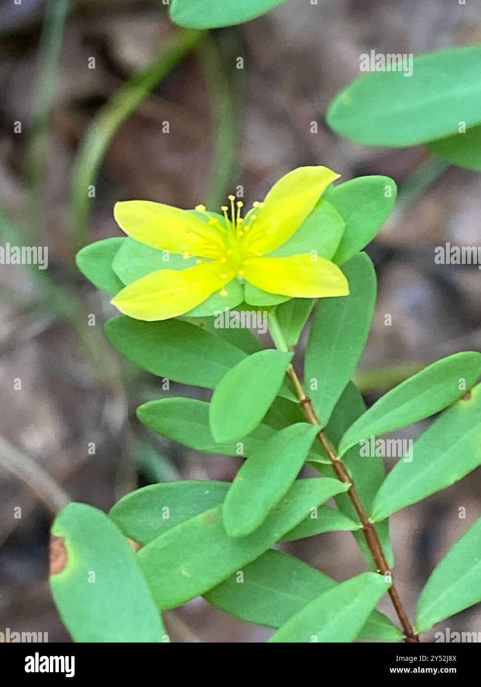 St. Andrew's cross (Hypericum hypericoides) Plantae Stock Photo - Alamy