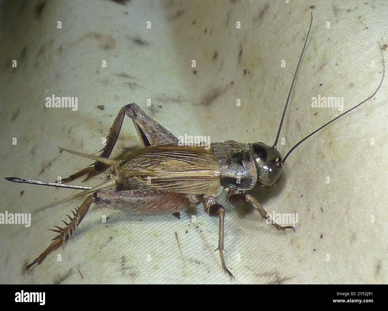Fall Field Cricket (Gryllus pennsylvanicus) Insecta Stock Photo - Alamy