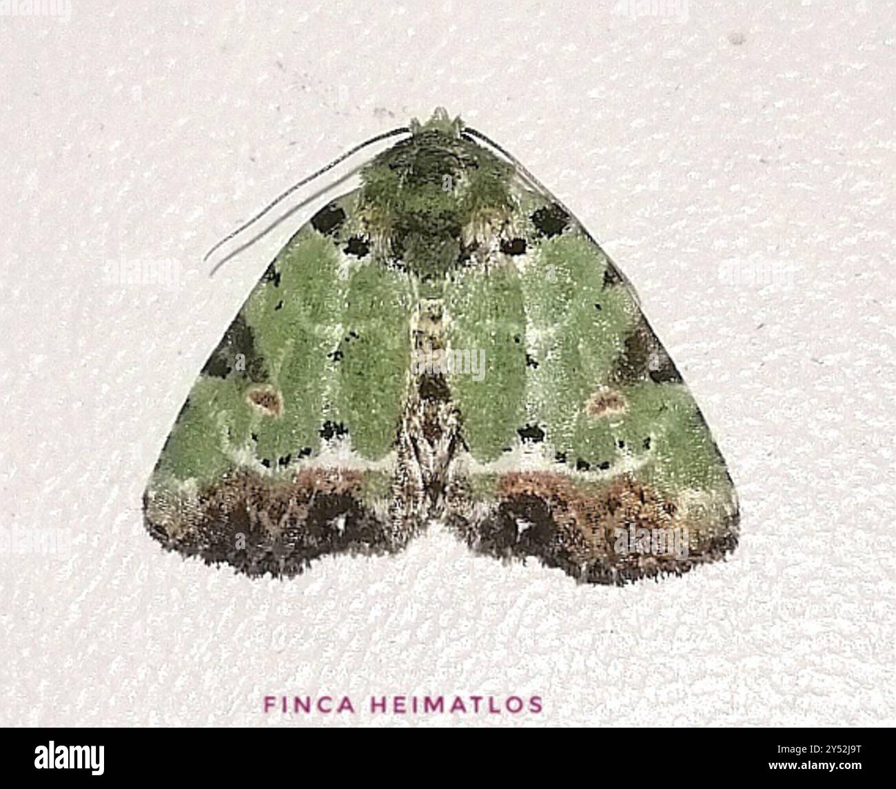 Owlet Moths and Allies (Noctuoidea) Insecta Stock Photo - Alamy