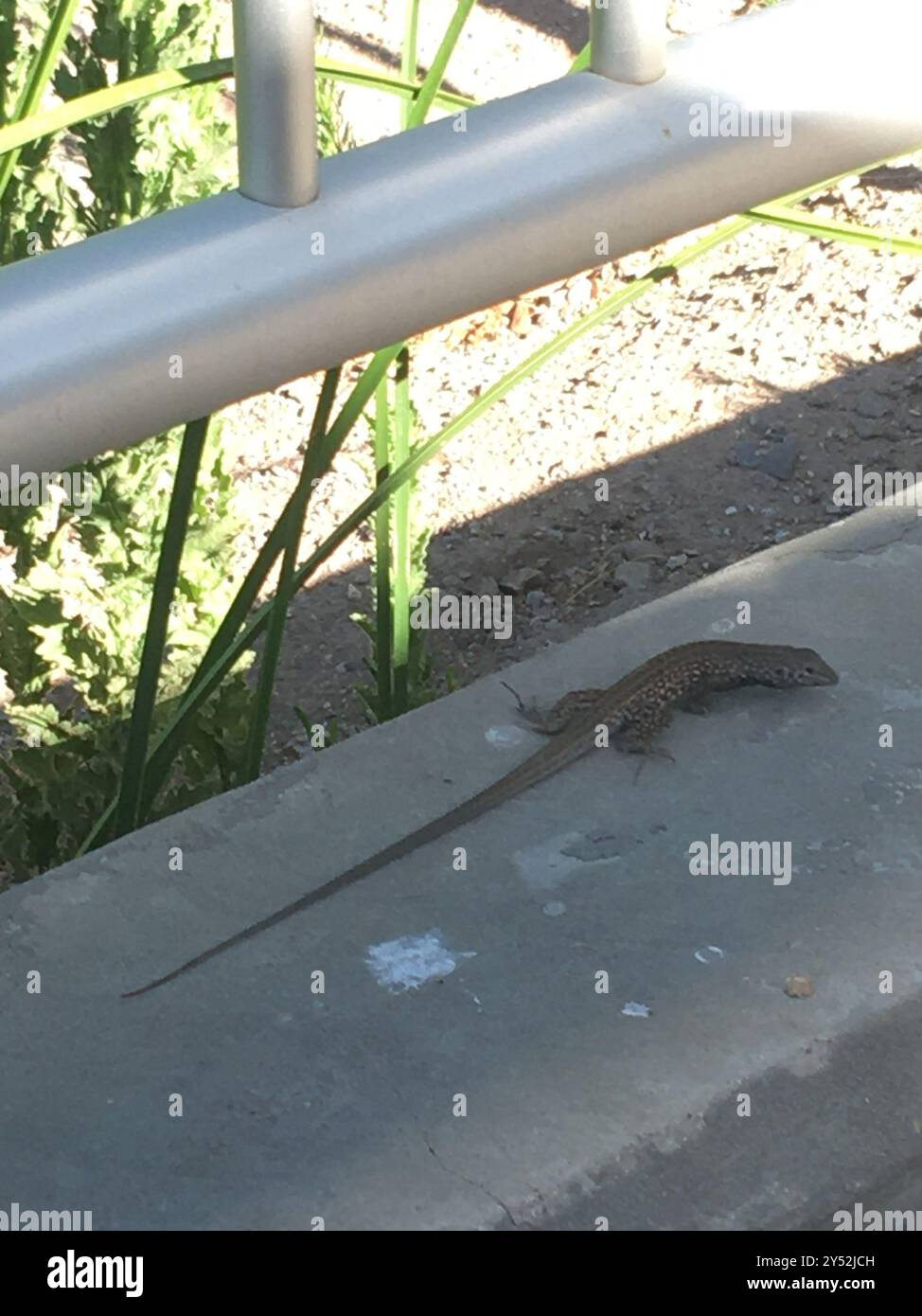 Western Whiptail (Aspidoscelis tigris) Reptilia Stock Photo - Alamy