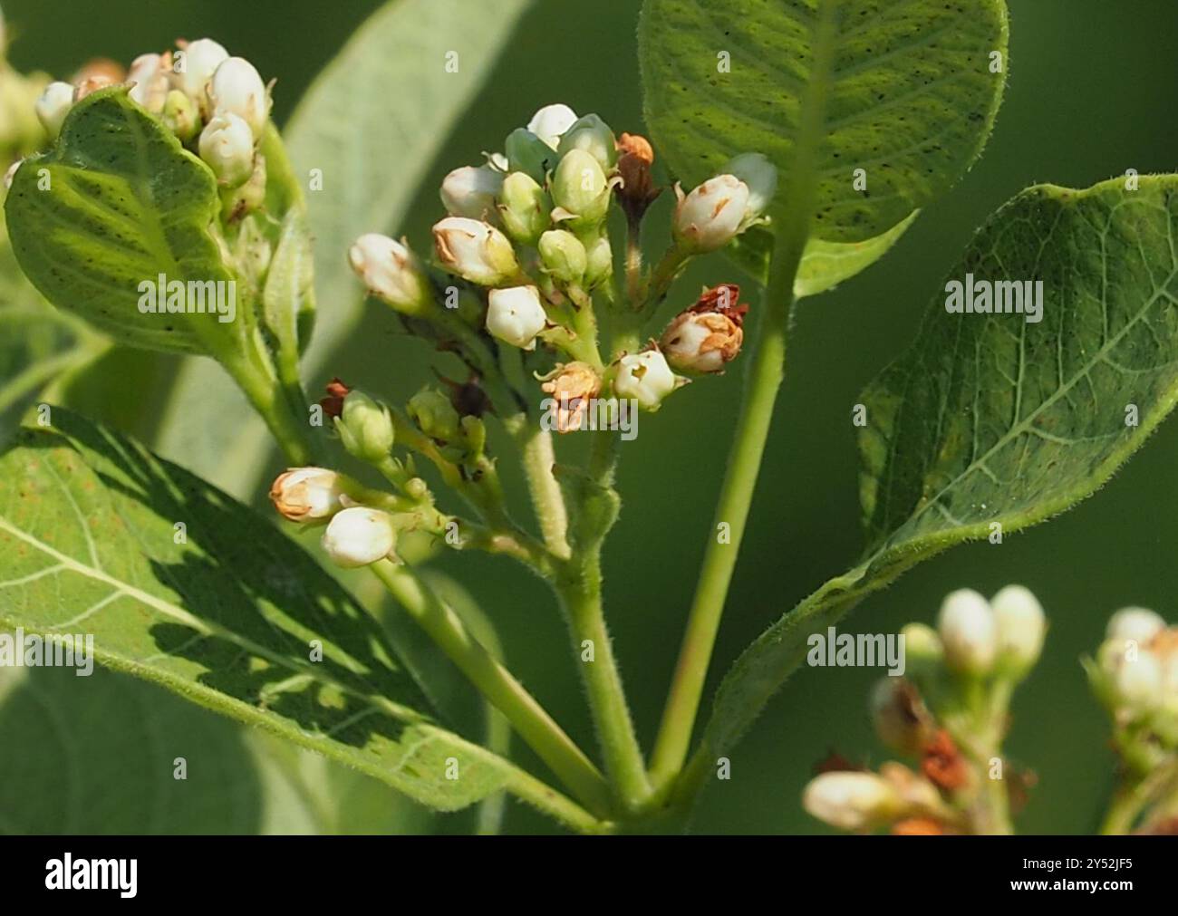 hemp dogbane (Apocynum cannabinum) Plantae Stock Photo - Alamy