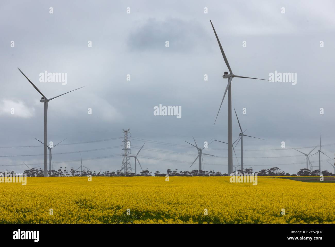 Multiple wind turbines over a yellow canola field, eco-farming Stock ...