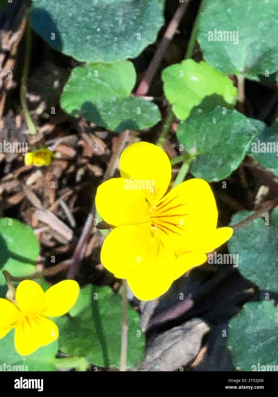 Redwood Violet (Viola sempervirens) Plantae Stock Photo - Alamy