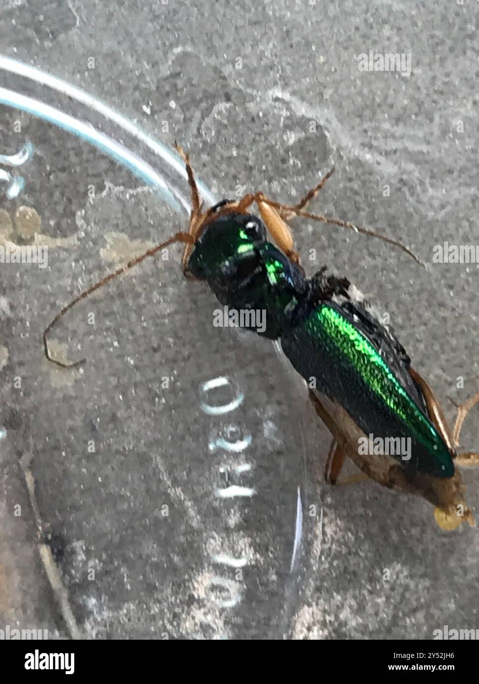 Virginia Metallic Tiger Beetle (Tetracha virginica) Insecta Stock Photo ...