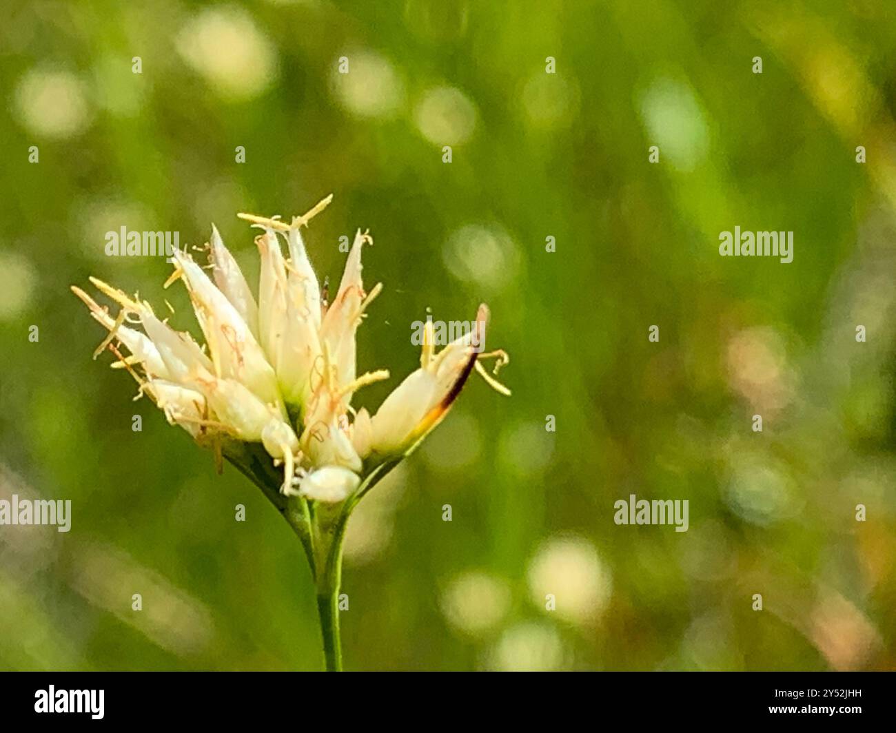 white beak-sedge (Rhynchospora alba) Plantae Stock Photo - Alamy