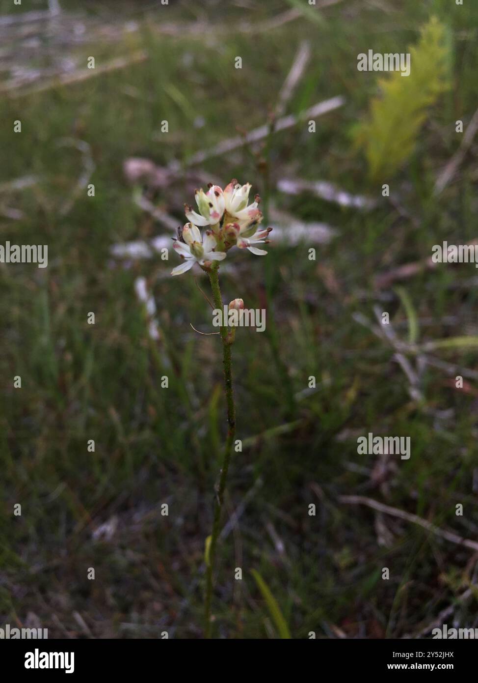 Sticky False Asphodel (Triantha glutinosa) Plantae Stock Photo - Alamy