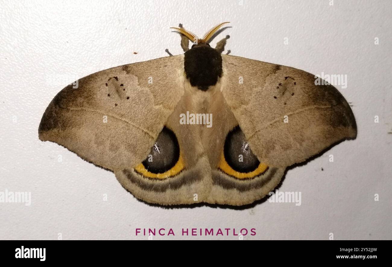 Eyed Silkmoths (Automeris) Insecta Stock Photo - Alamy