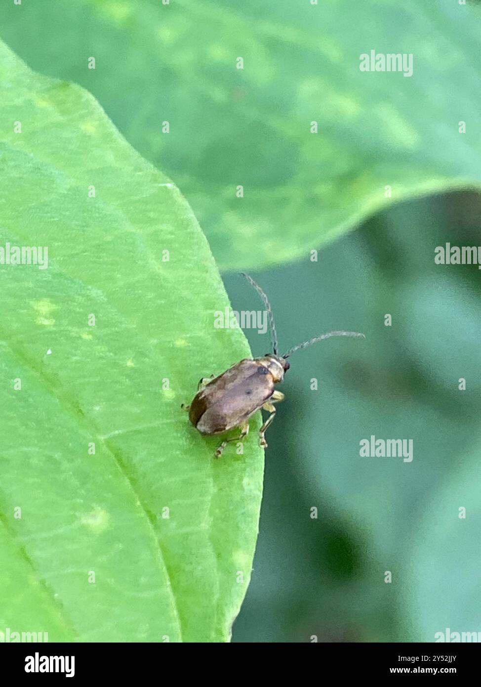 Viburnum Leaf Beetle (Pyrrhalta viburni) Insecta Stock Photo - Alamy
