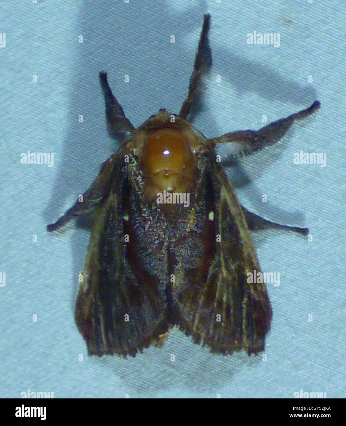 Saddleback Caterpillar Moth (Acharia stimulea) Insecta Stock Photo - Alamy