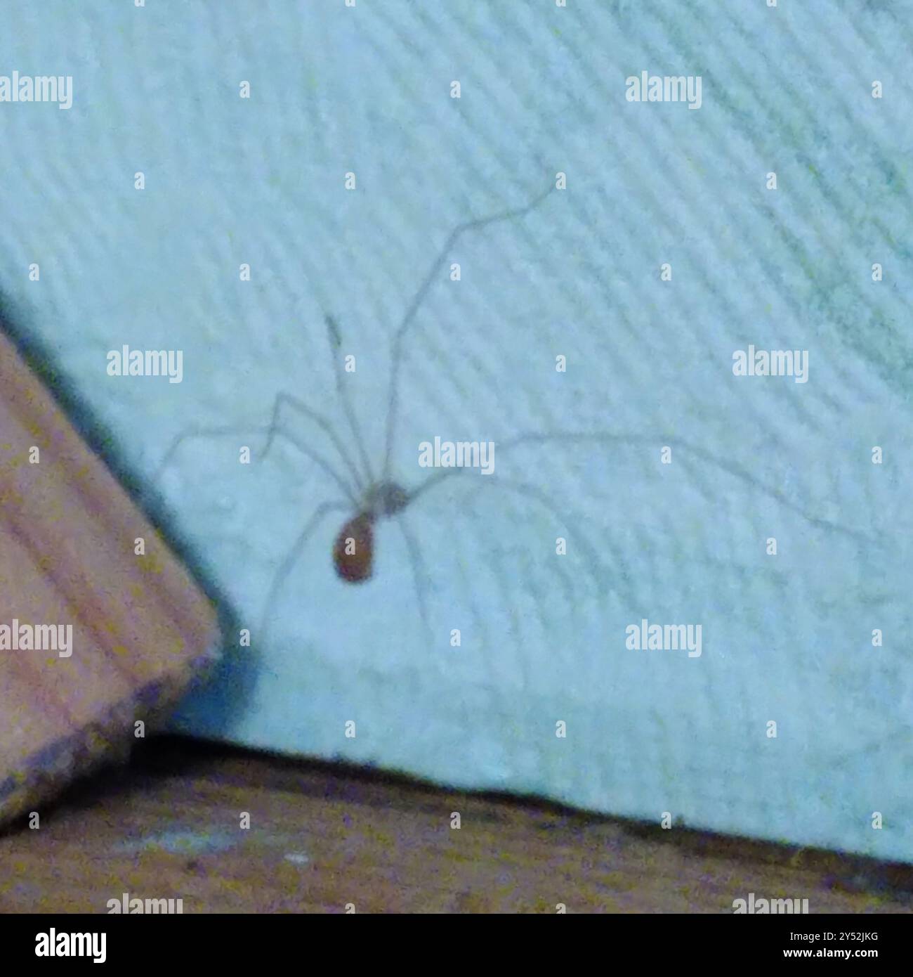 Common Cellar Spiders (Pholcus) Arachnida Stock Photo - Alamy