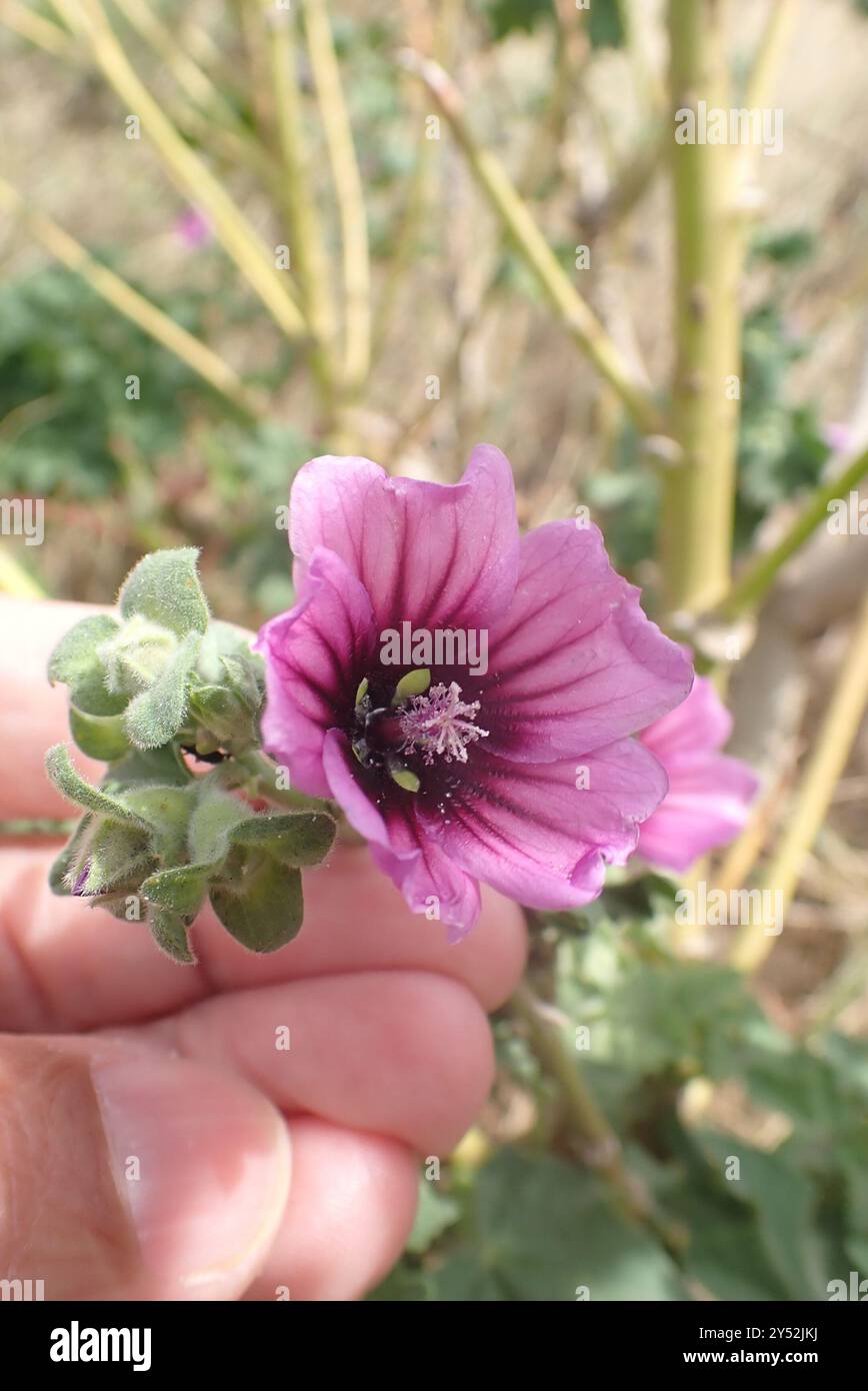 Tree Mallow (Malva arborea) Plantae Stock Photo - Alamy